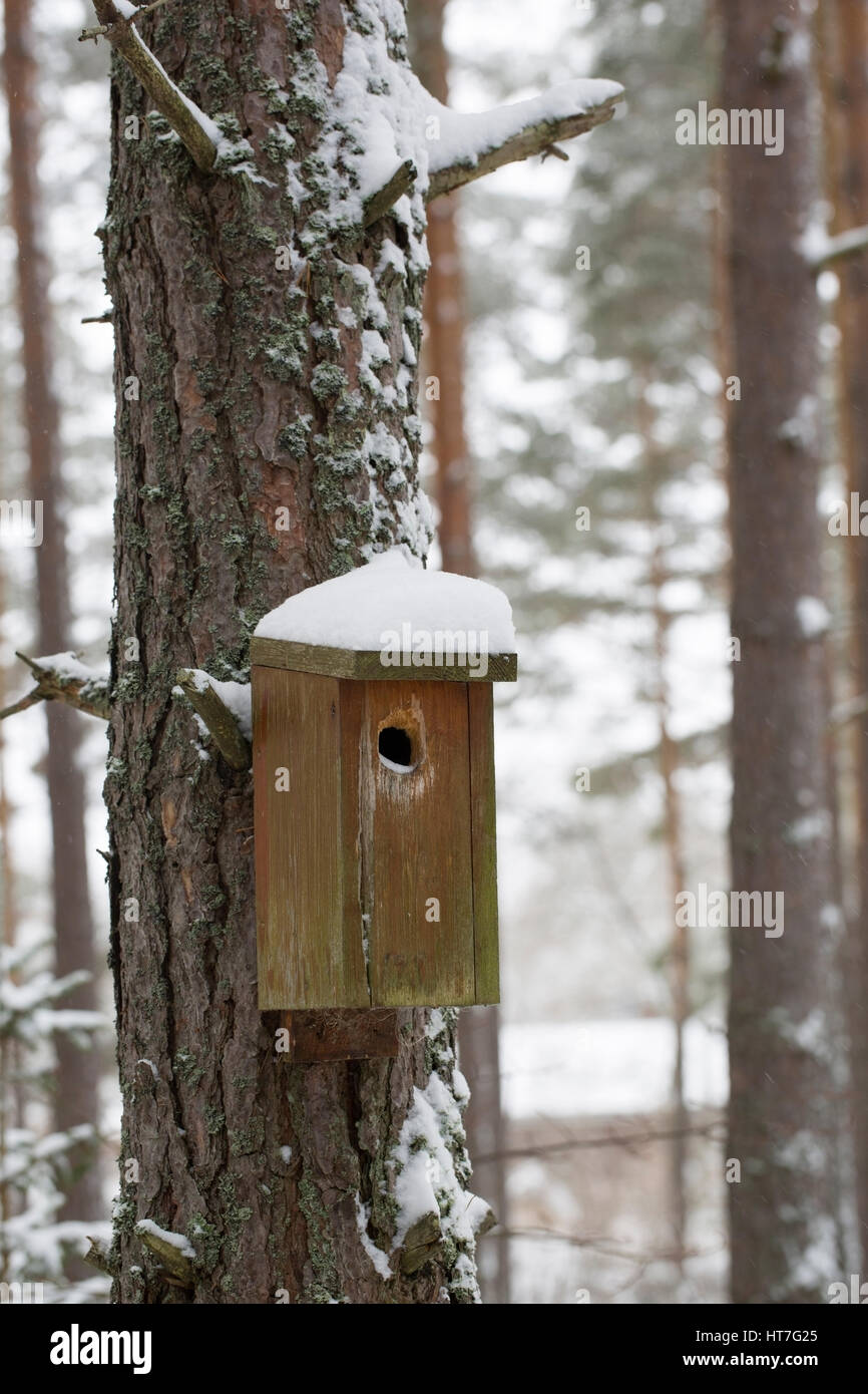 Tree dwelling birds hi-res stock photography and images - Alamy