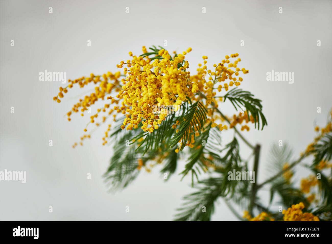 Mimosa, a symbol of women's day and the awakening of nature after ...