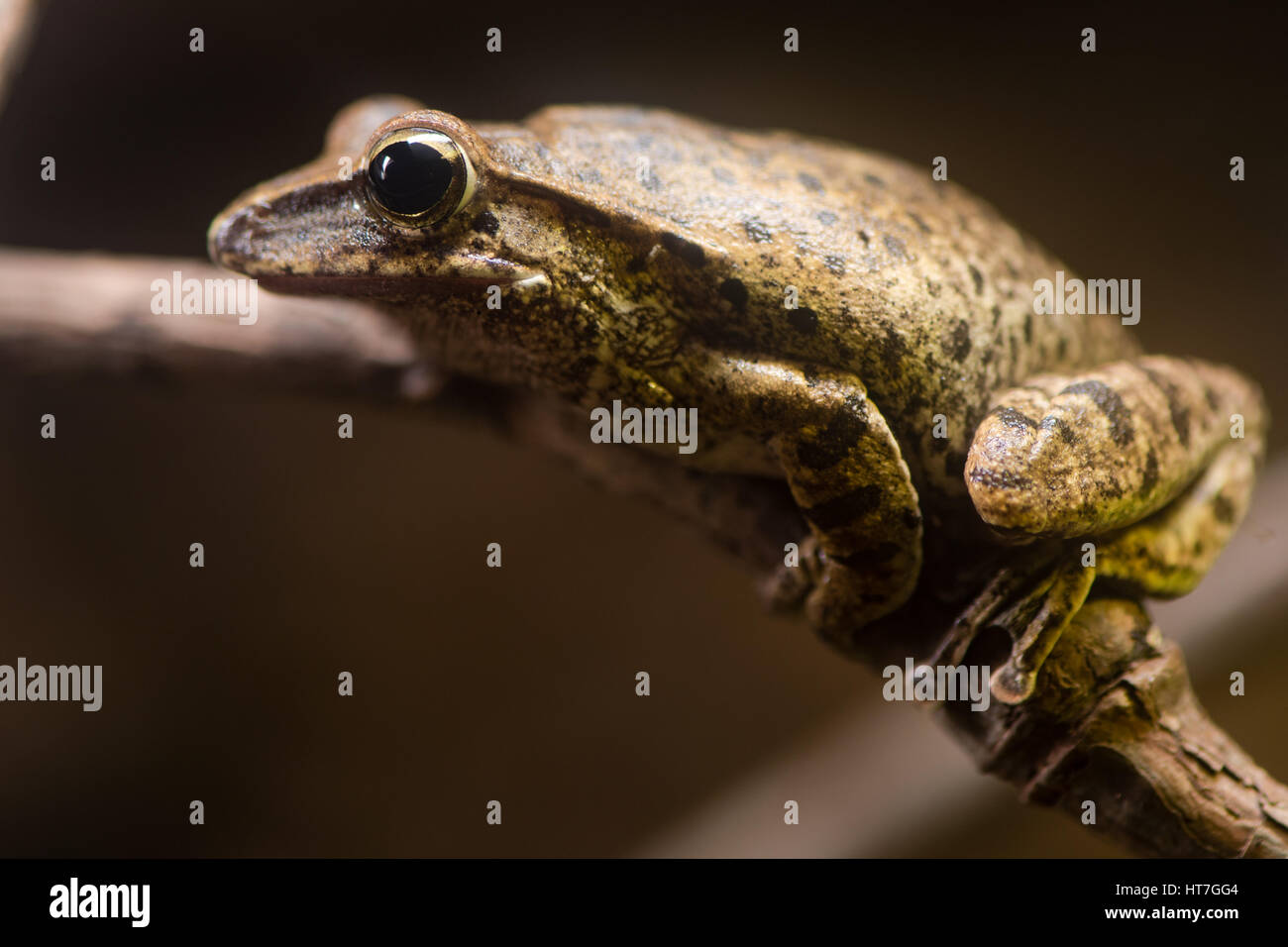 Golden tree frog (Polypedates leucomystax). Shrub frog family ...