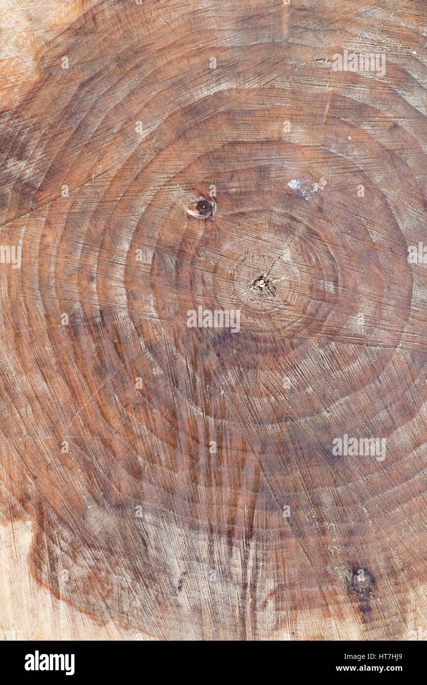 Nature: Tree rings on tree stump Stock Photo - Alamy