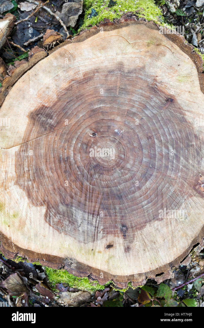 Nature: Tree rings on tree stump Stock Photo - Alamy