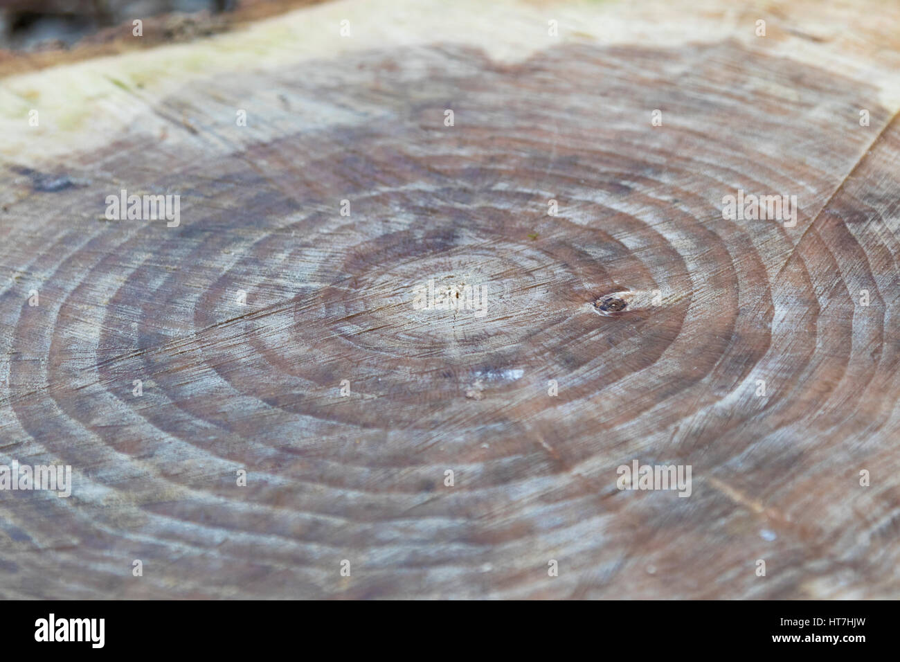 Tree life rings hi-res stock photography and images - Alamy