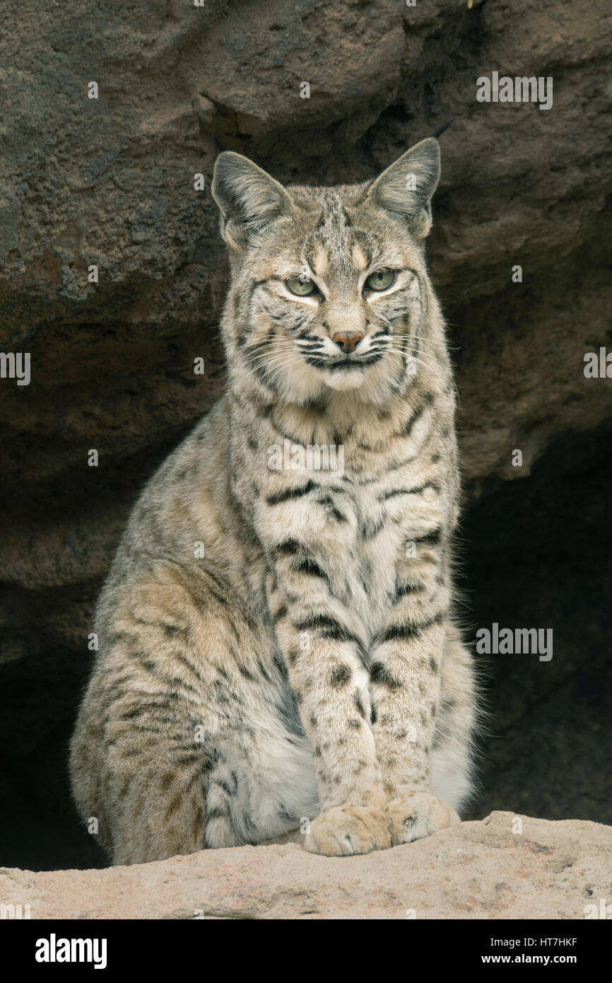 Bobcat, (Lynx rufus) Tucson, Arizona Stock Photo - Alamy