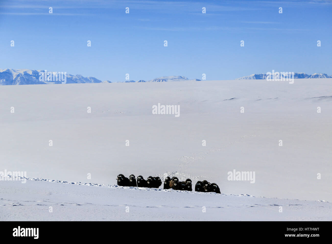 An Herd Of A Musk Ox On The Rolling Hills Of Jameson Land Stock Photo ...