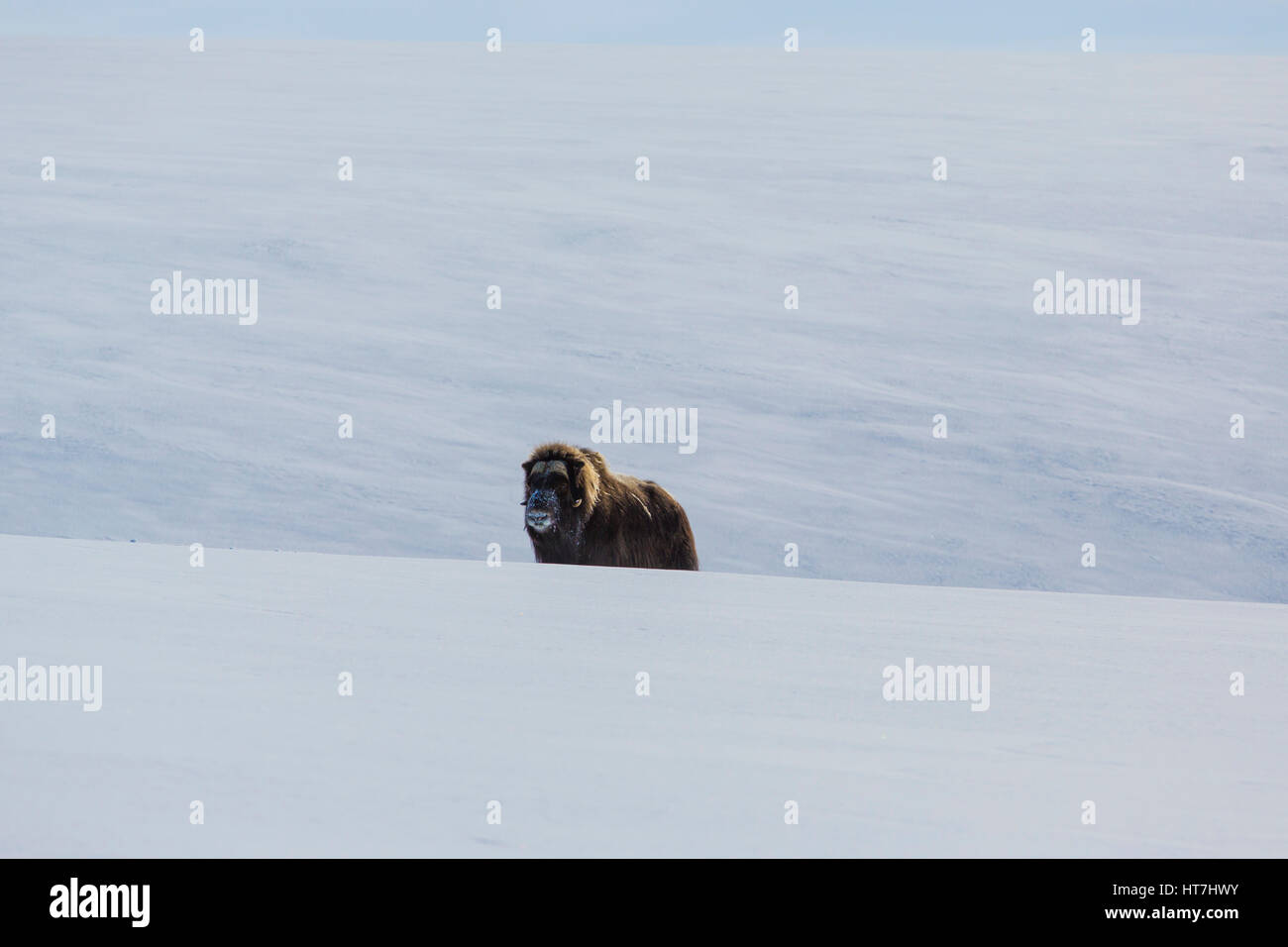 Greenland musk ox hi-res stock photography and images - Alamy