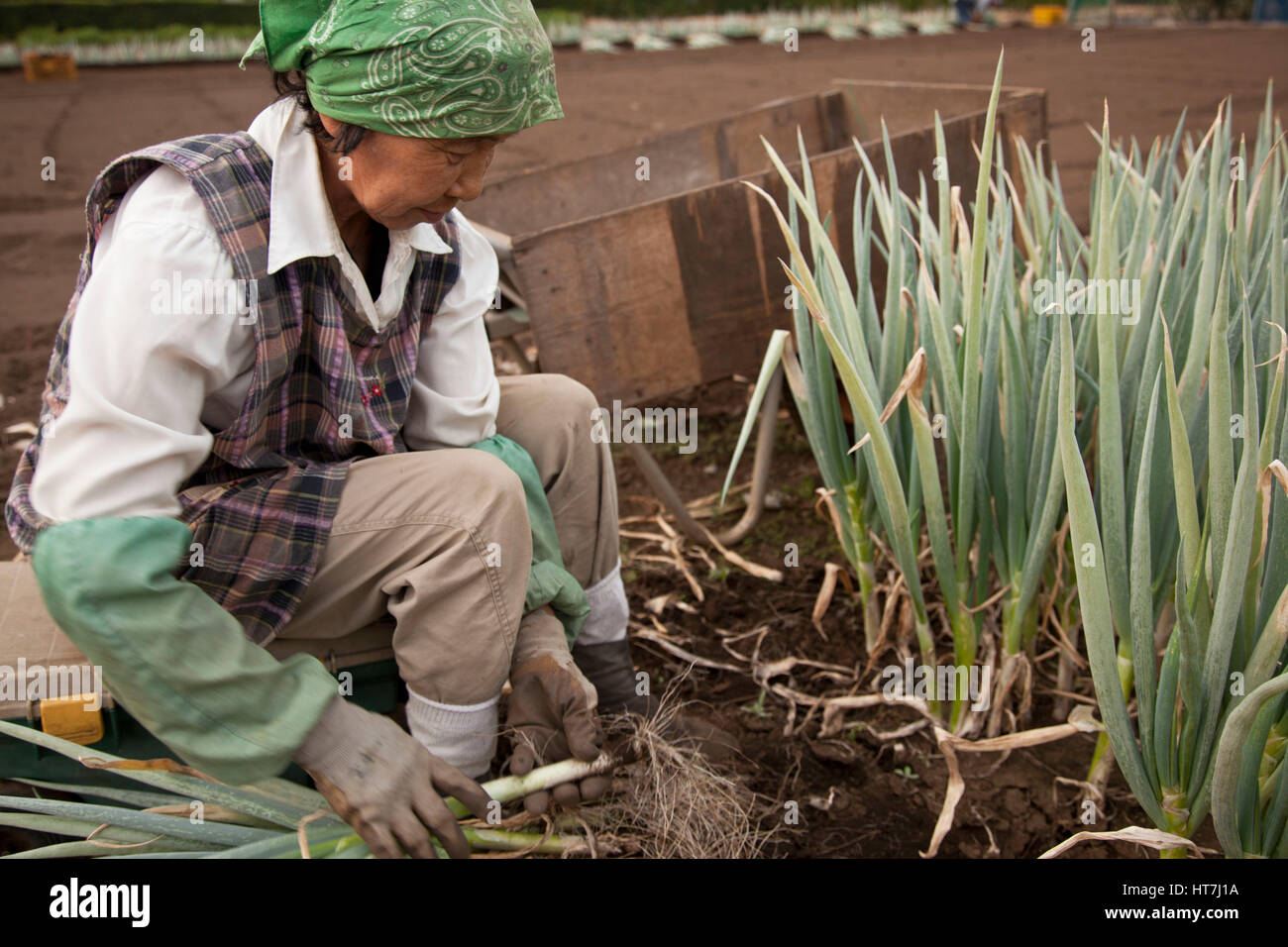 Japan working women hi-res stock photography and images - Alamy