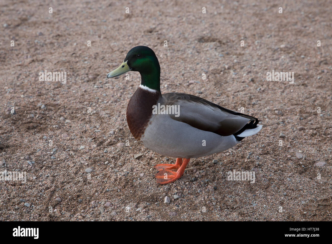Male duck, drake, standing on gravel by the side of Loch Morlich Stock ...