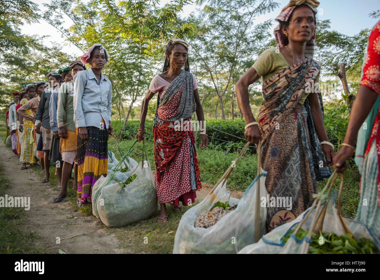 Tea pickers hi-res stock photography and images - Alamy