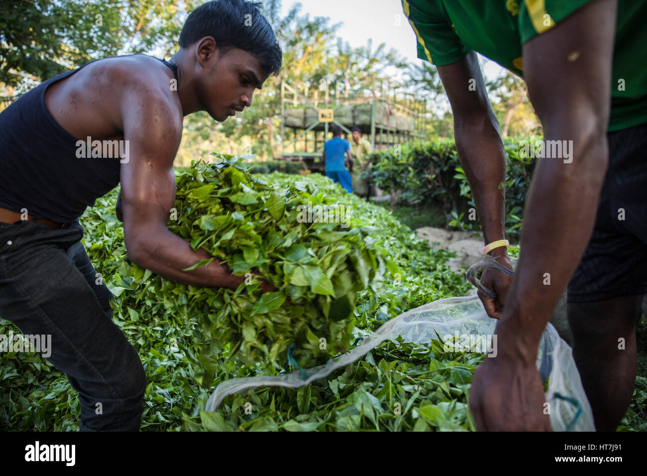 Assam Tea Stock Photos & Assam Tea Stock Images - Alamy