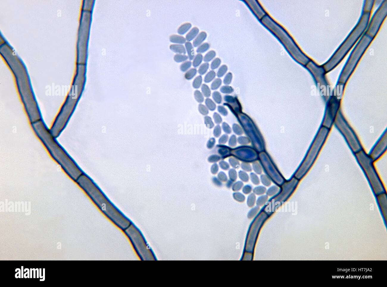 Conidia Stock Photos & Conidia Stock Images - Alamy