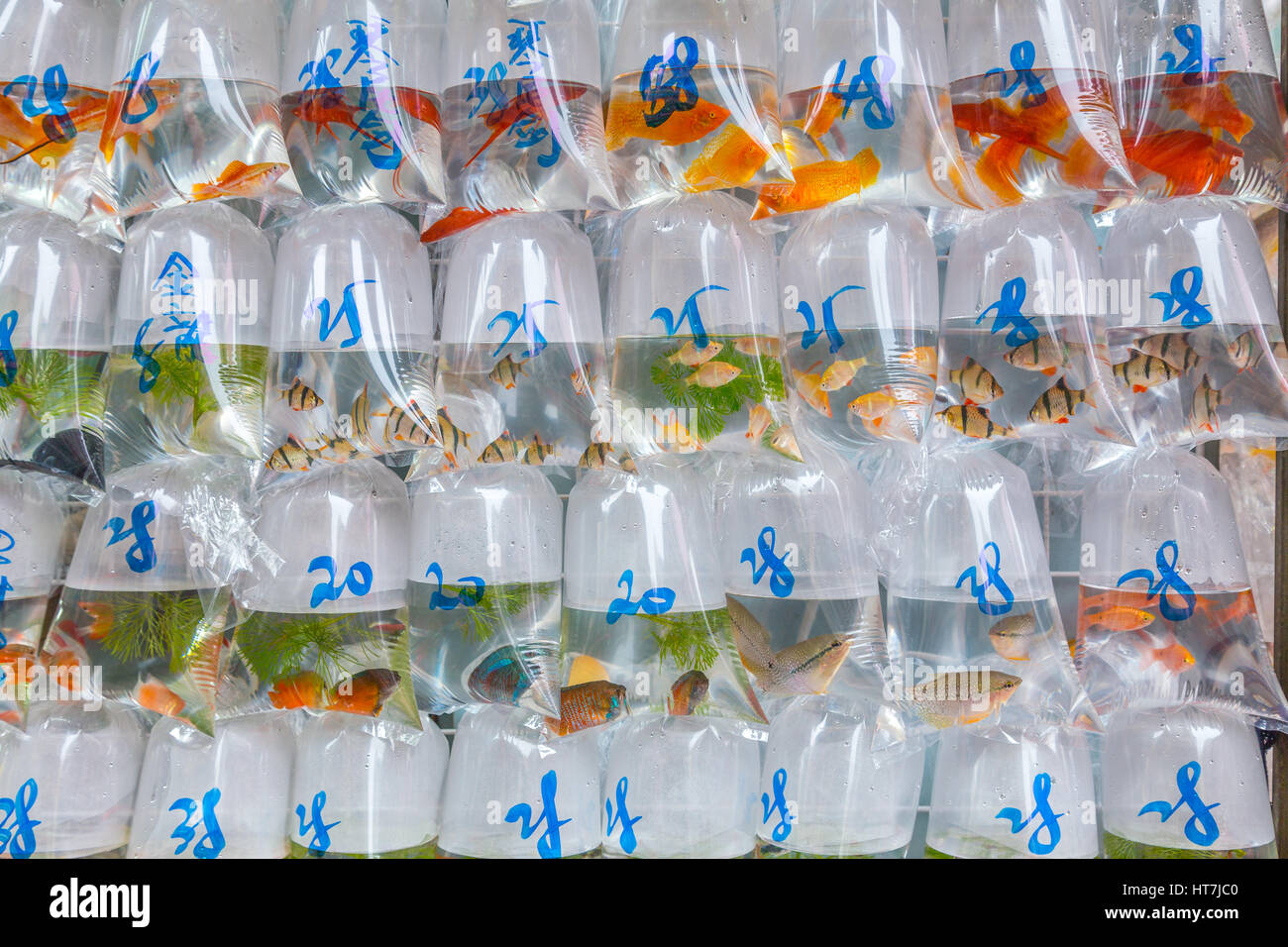 Fish in bags at the fish market in Mongkok Hong Kong Stock Photo - Alamy