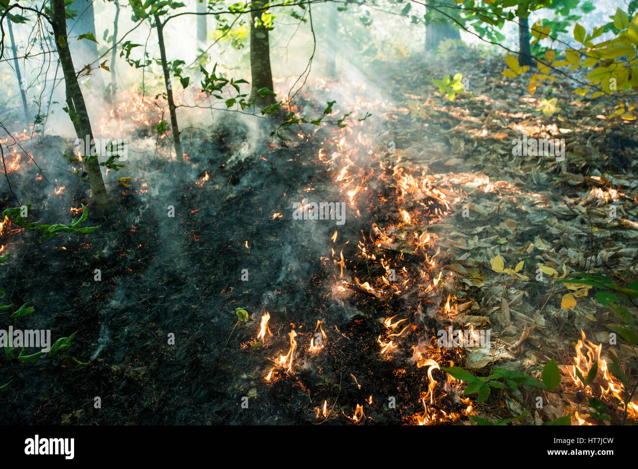 Emergencies and disasters destruction nature tree hi-res stock ...