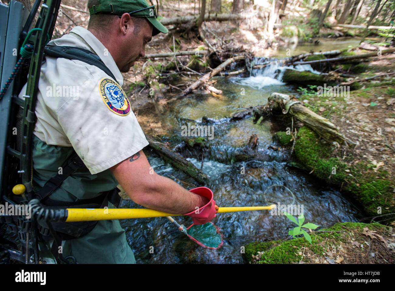 Fish And Game Biologist Shocking A Stream To Survey Restoration Project ...