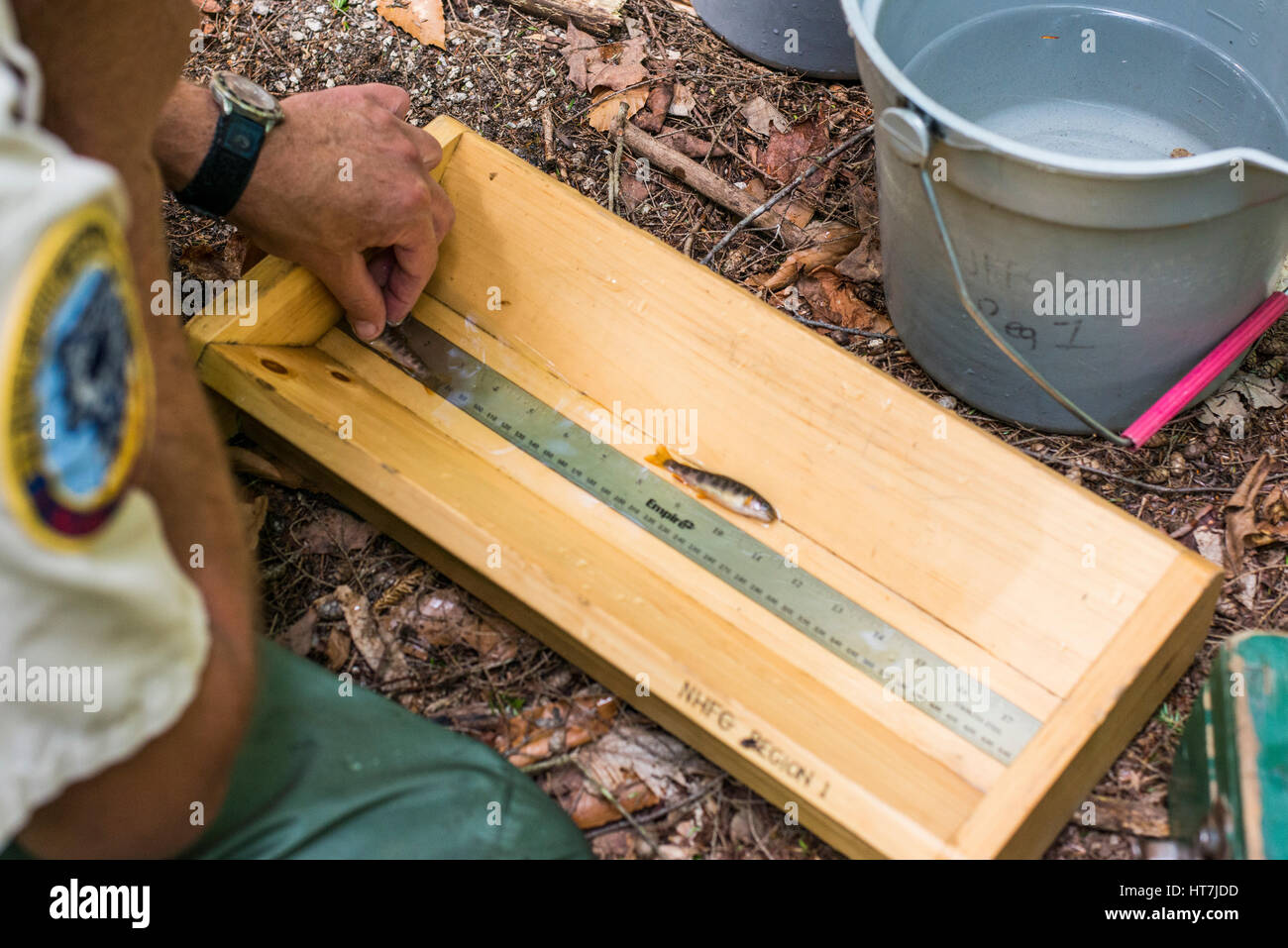A Tiny Brook Trout Being Measured And Weighted During A Stream Survey ...