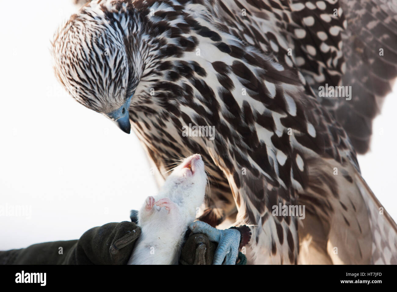 A Falcon Looking Down At Proffered Mouse Stock Photo - Alamy