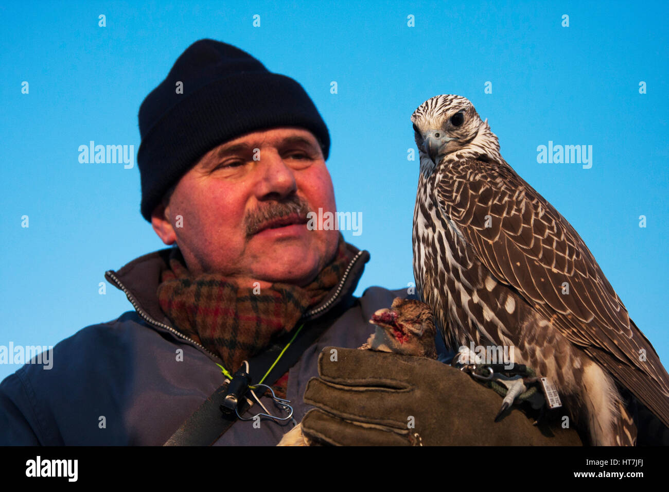 Person with a falcon hi-res stock photography and images - Alamy