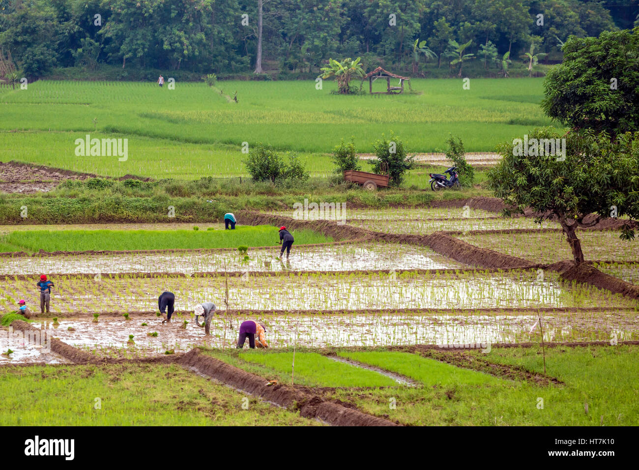 Rice Fields During The Harvest Season In South Java, Indonesia Stock ...