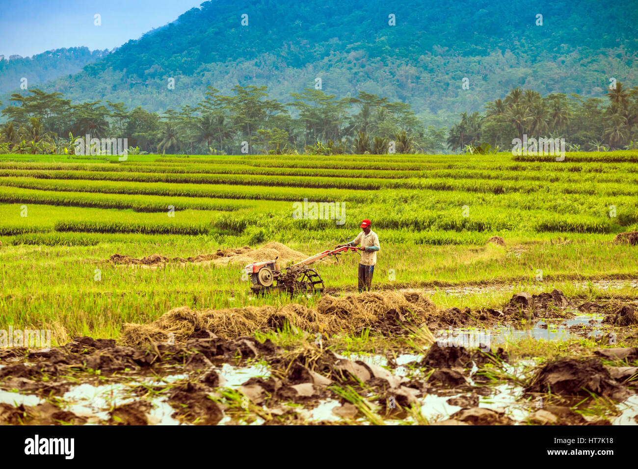 Rice Fields During The Harvest Season In South Java, Indonesia Stock ...