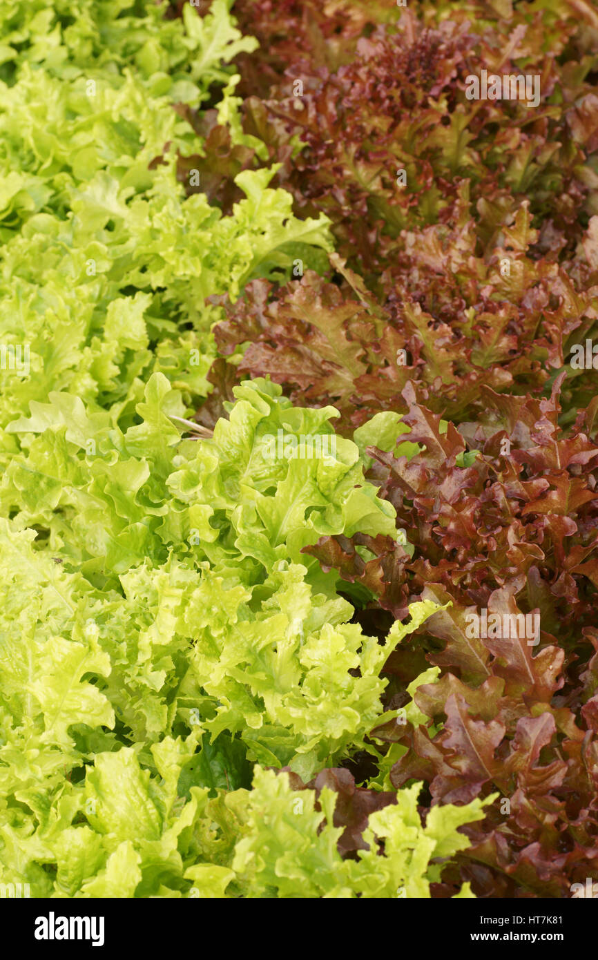 Lettuce gardens hi-res stock photography and images - Alamy