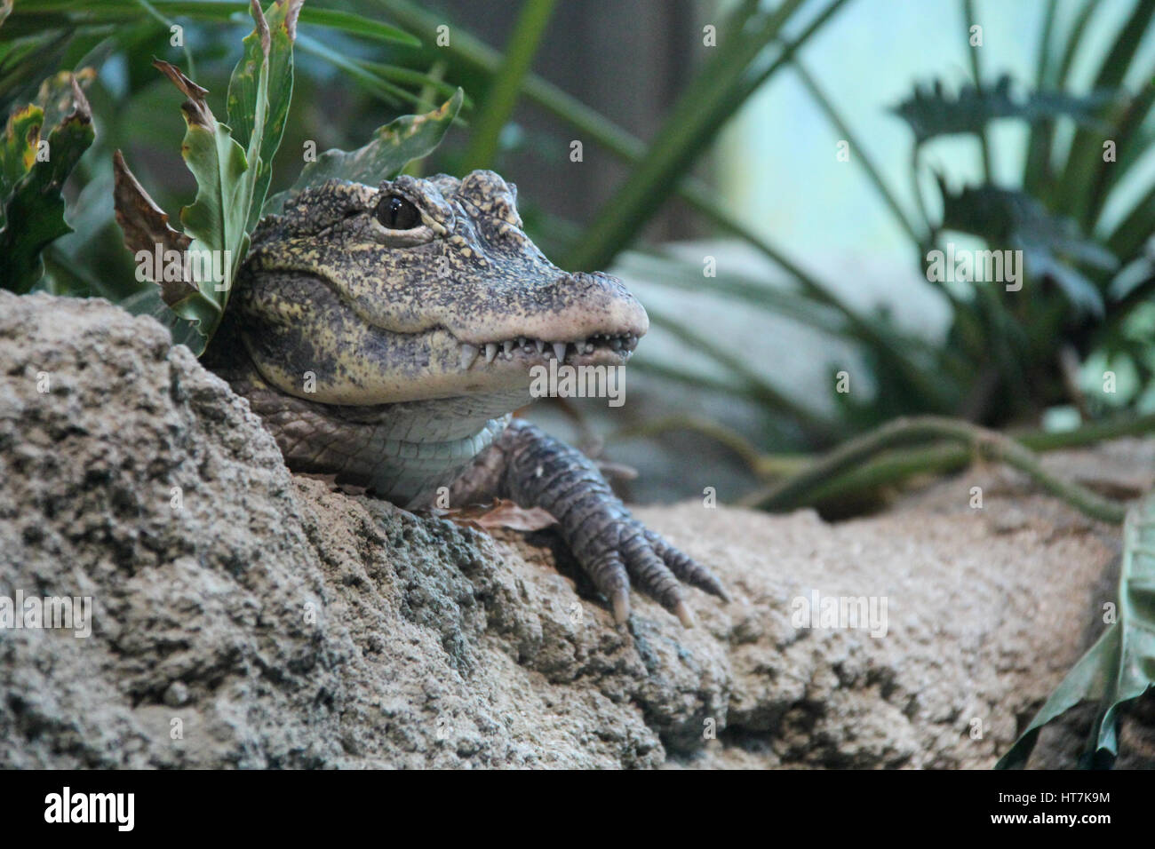 Chinese Alligator Armored Belly