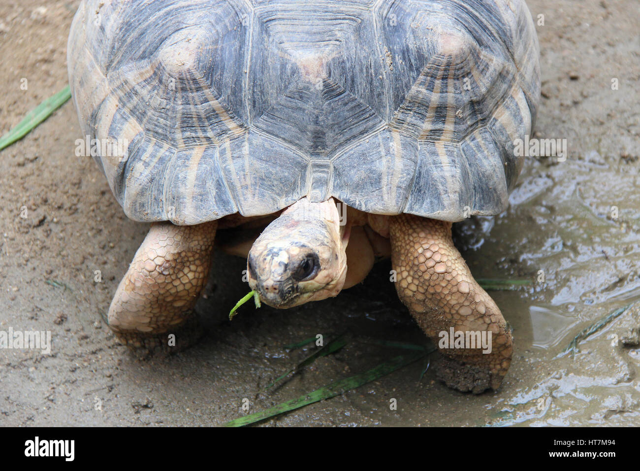 A tortoise in Tennoji zoo in Osaka (Japan Stock Photo - Alamy