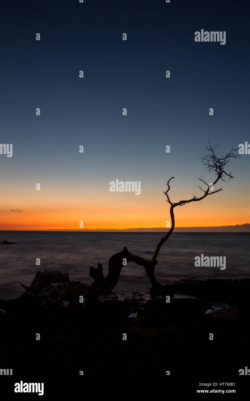 Hawaii sunset tree hi-res stock photography and images - Alamy