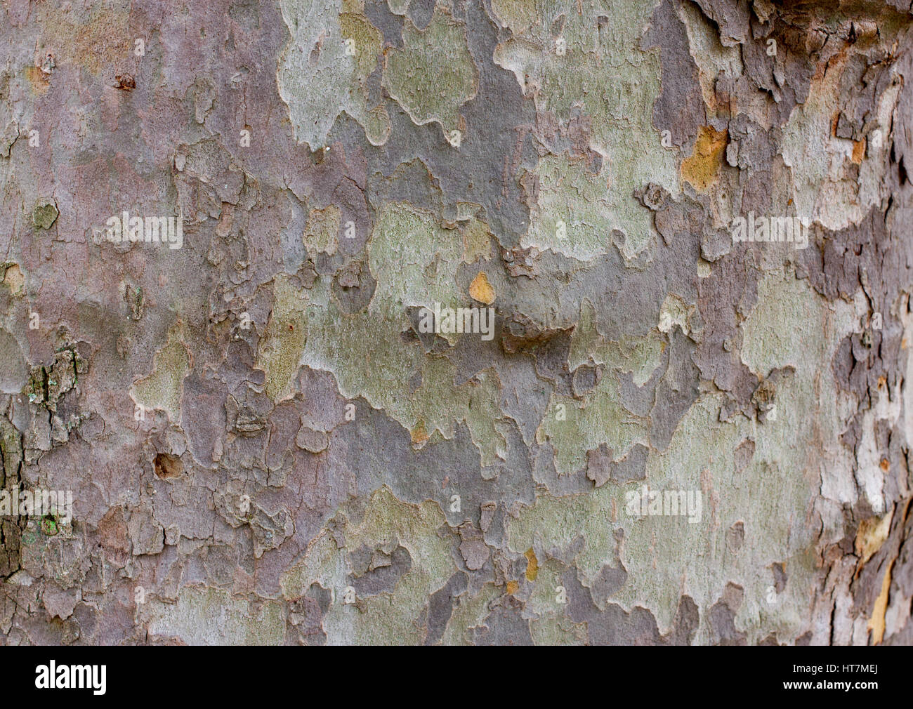 Color bark of sycamore tree. Background green military platanus wood ...
