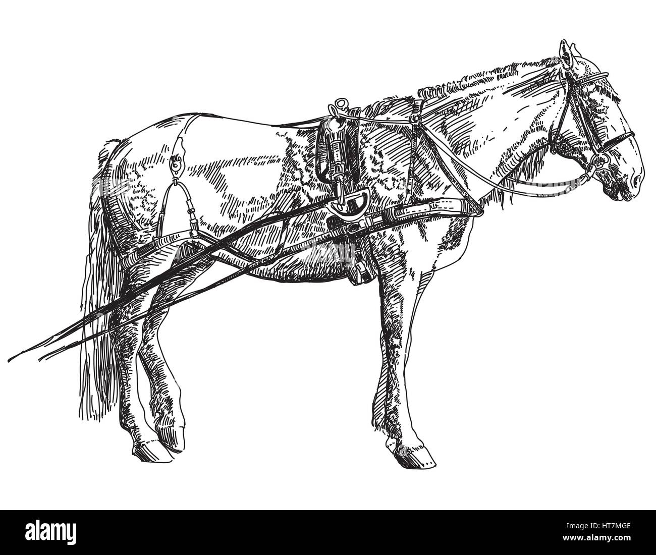Horse in harness hand drawing illustration on white background Stock ...