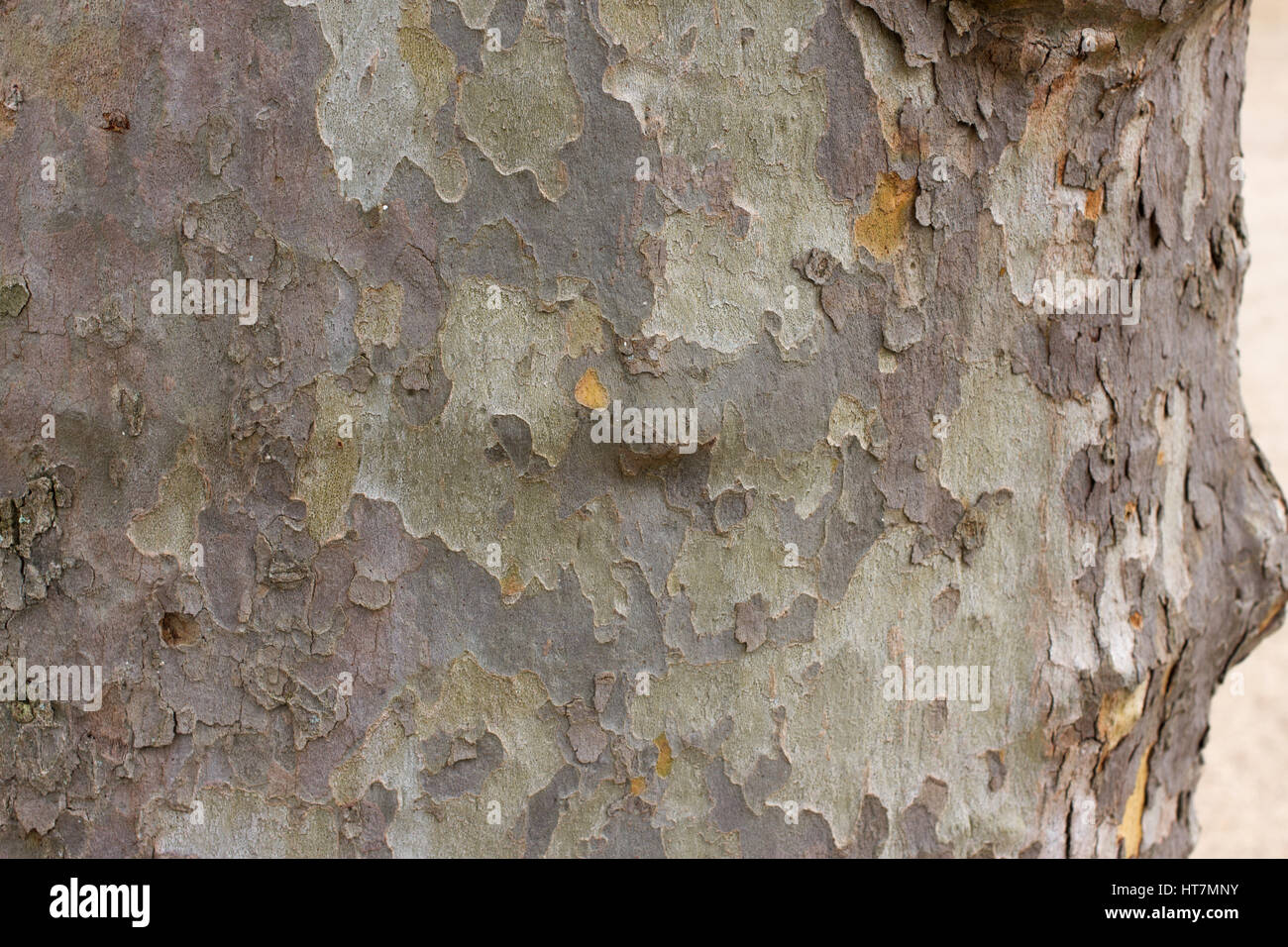 Color bark of sycamore tree. Background green military platanus wood ...