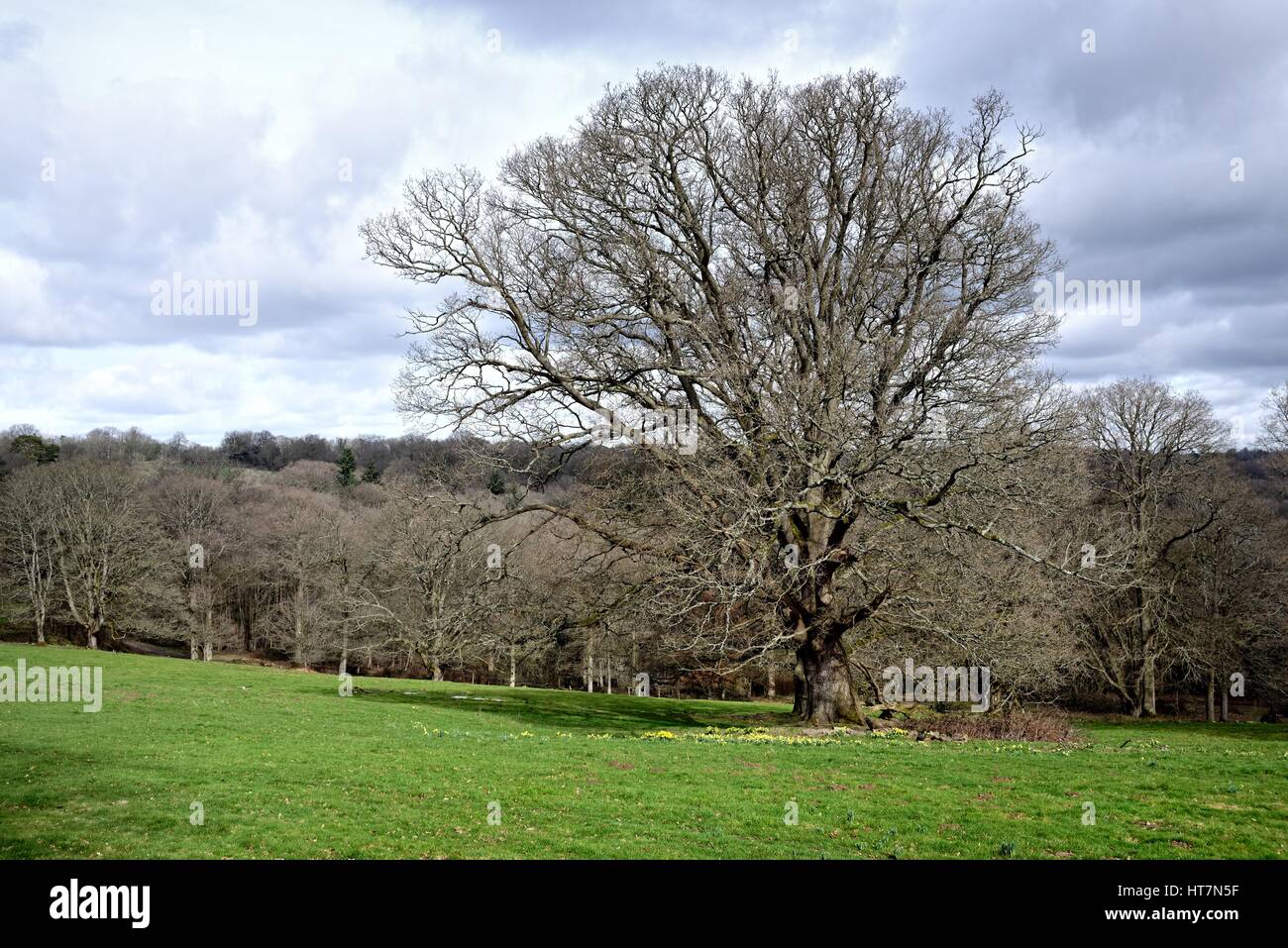 English oak trees hi-res stock photography and images - Alamy