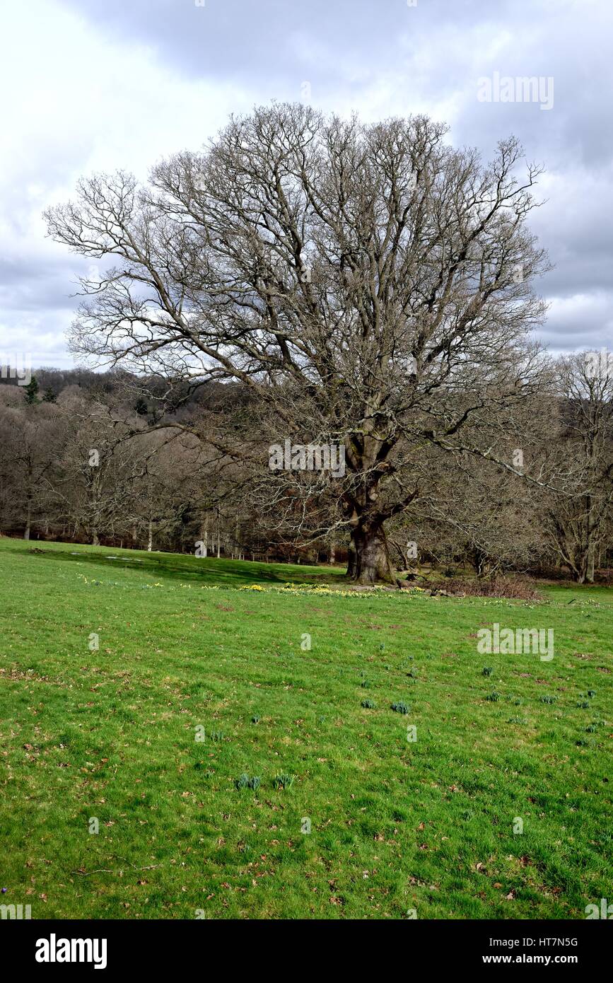English oak trees hi-res stock photography and images - Alamy