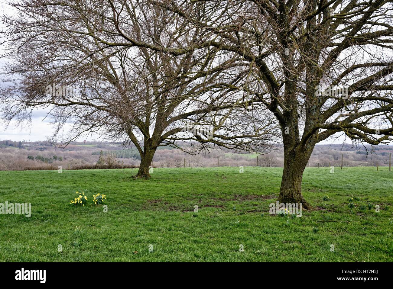 English oak trees hi-res stock photography and images - Alamy