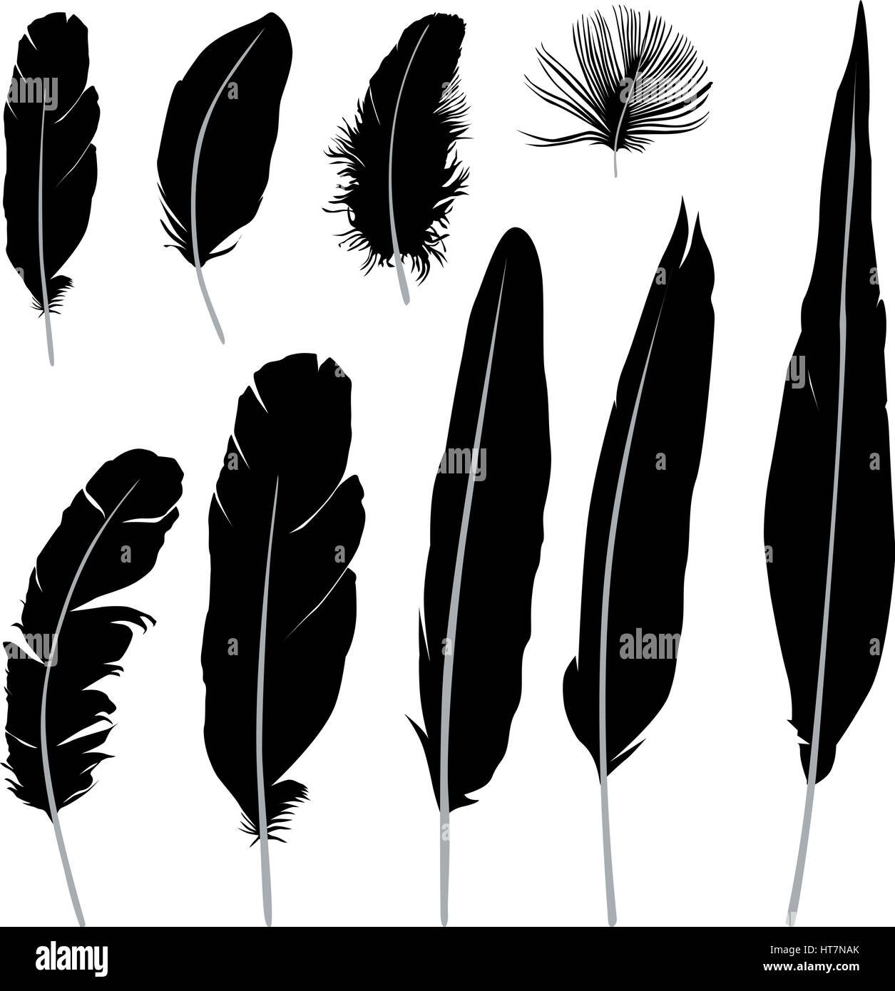 Feather set. Vector illustration isolated over white background Stock ...