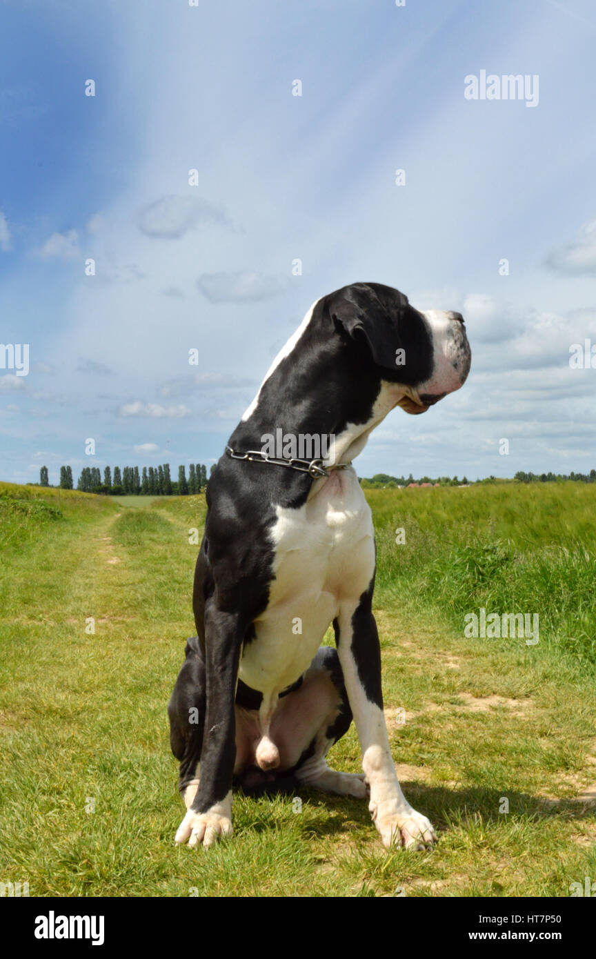 A big Great Dane sitting in the fields Stock Photo - Alamy