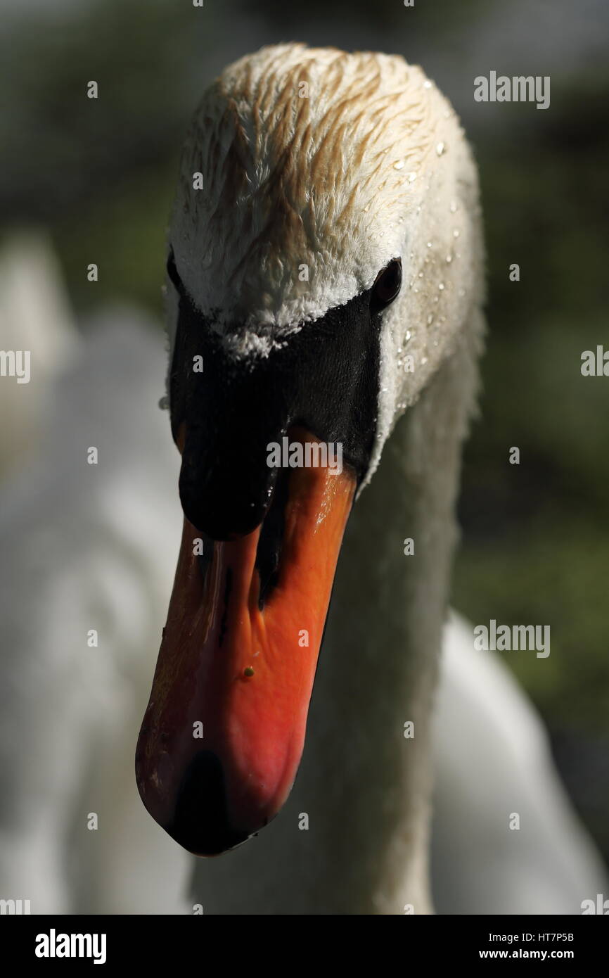 Swan face hi-res stock photography and images - Alamy
