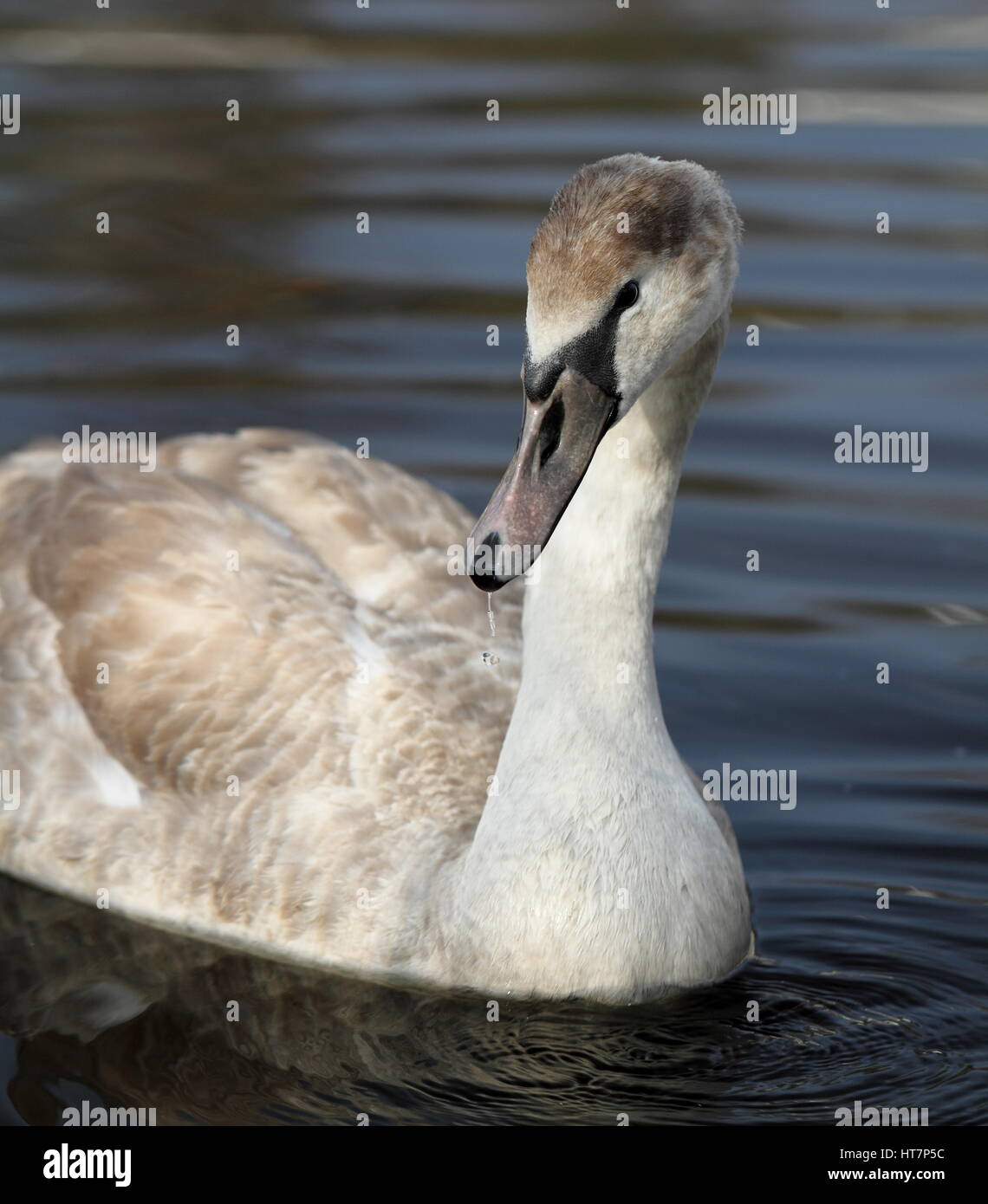 Young swan in Hammarby Sjöstad, Stockholm, Sweden Stock Photo - Alamy