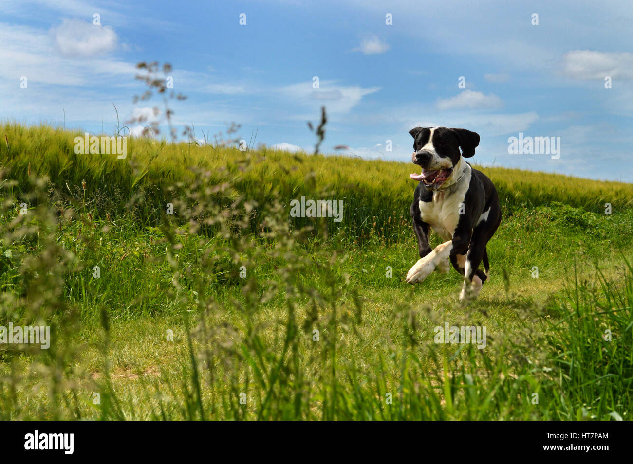 A big Great Dane running in the fields Stock Photo - Alamy