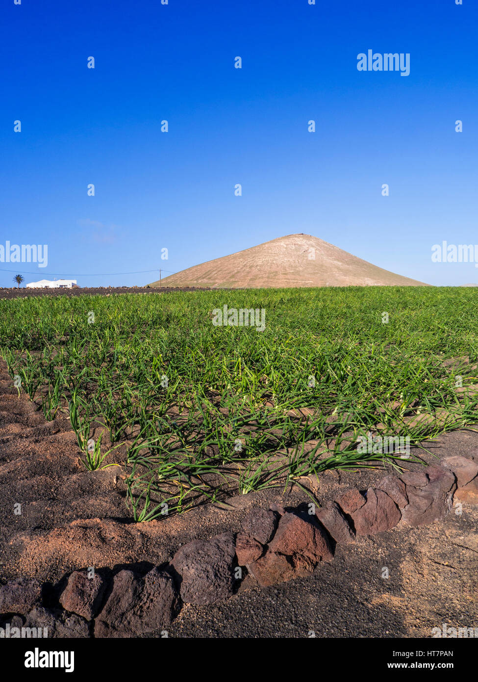 AGRICULTURE LANZAROTE VOLCANIC SOIL VOLCANO Fields of onions growing in ...