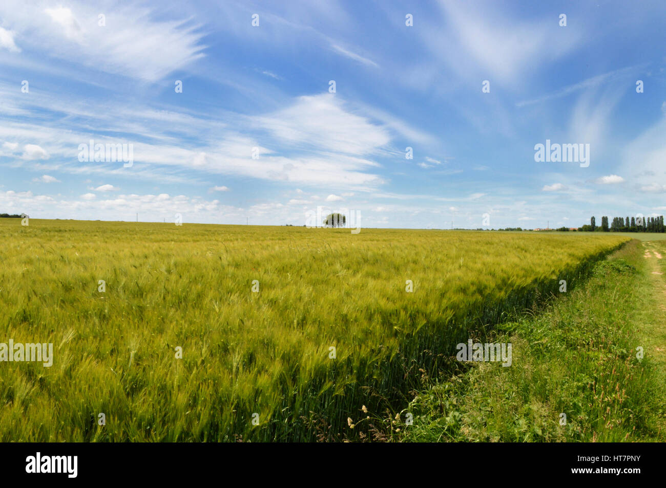 A wheat field on a plain Stock Photo - Alamy