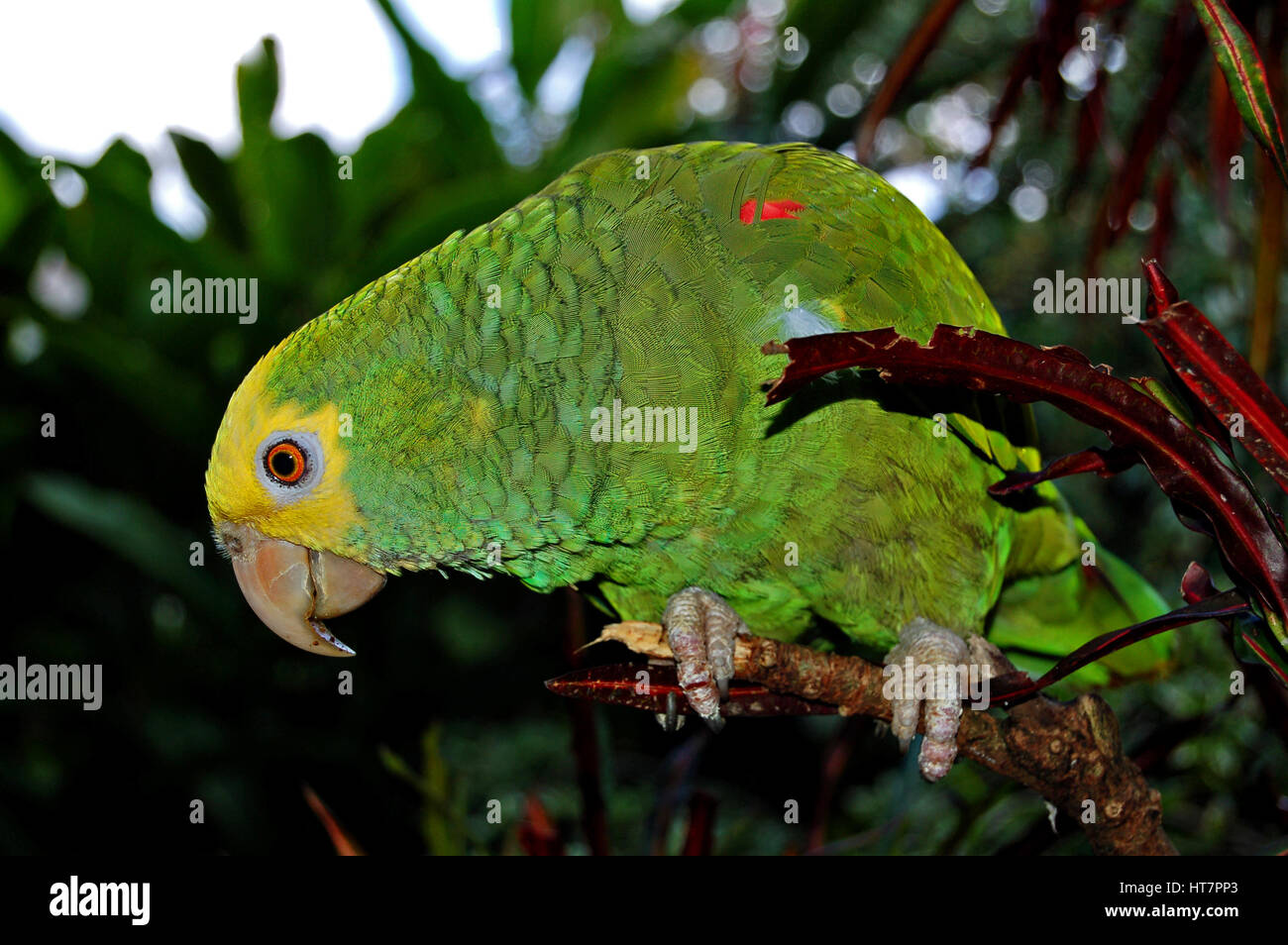 Green parrot / Palenque, Mexico Stock Photo - Alamy