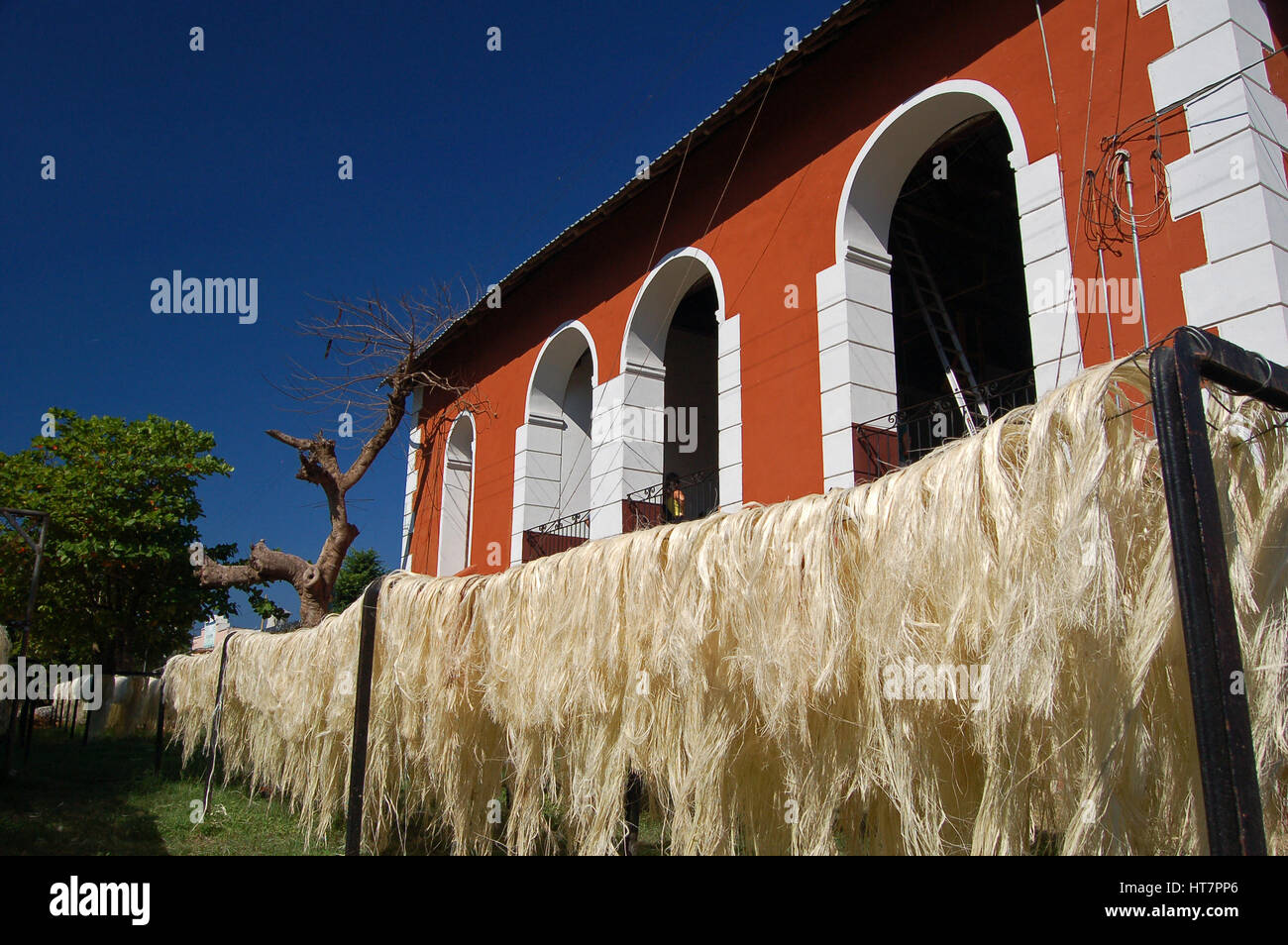 Sisal plantation / Merida, Mexico Stock Photo - Alamy