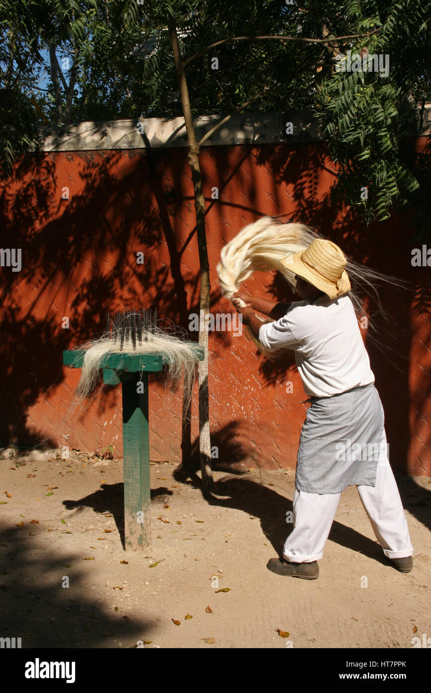 Sisal plantation / Merida, Mexico Stock Photo - Alamy