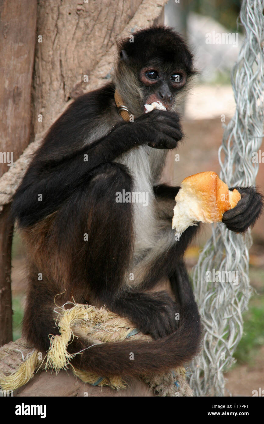Monkey / Mexico City, Mexico Stock Photo - Alamy