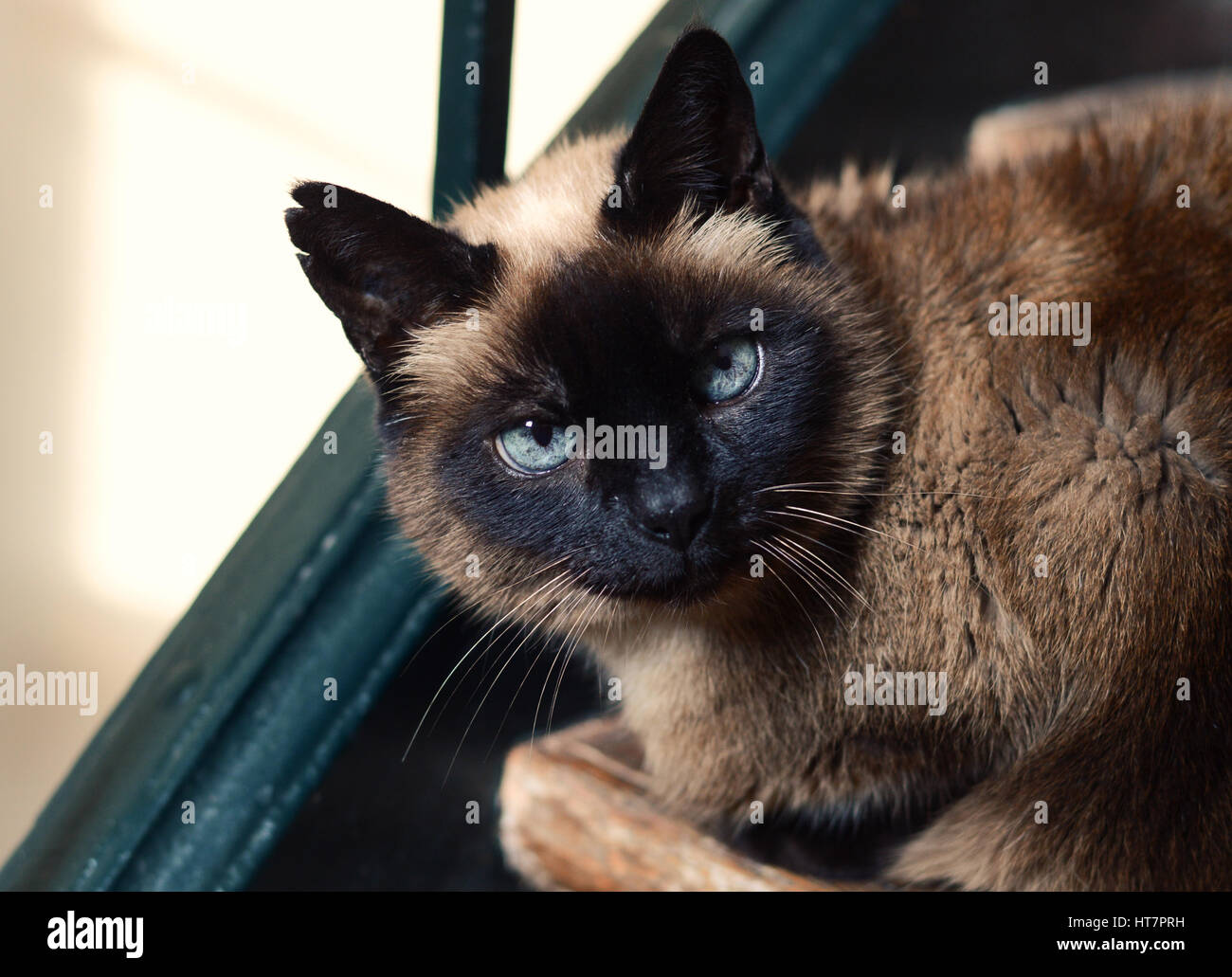 Siamese Cat eyes Stock Photo - Alamy