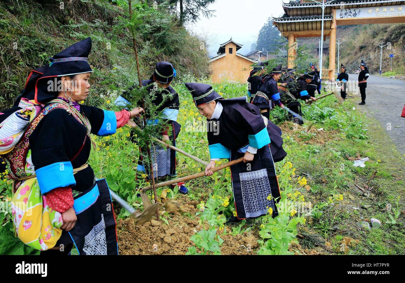 Guizhou, China. 7th Mar, 2017. Women of Miao ethnic group plant trees ...