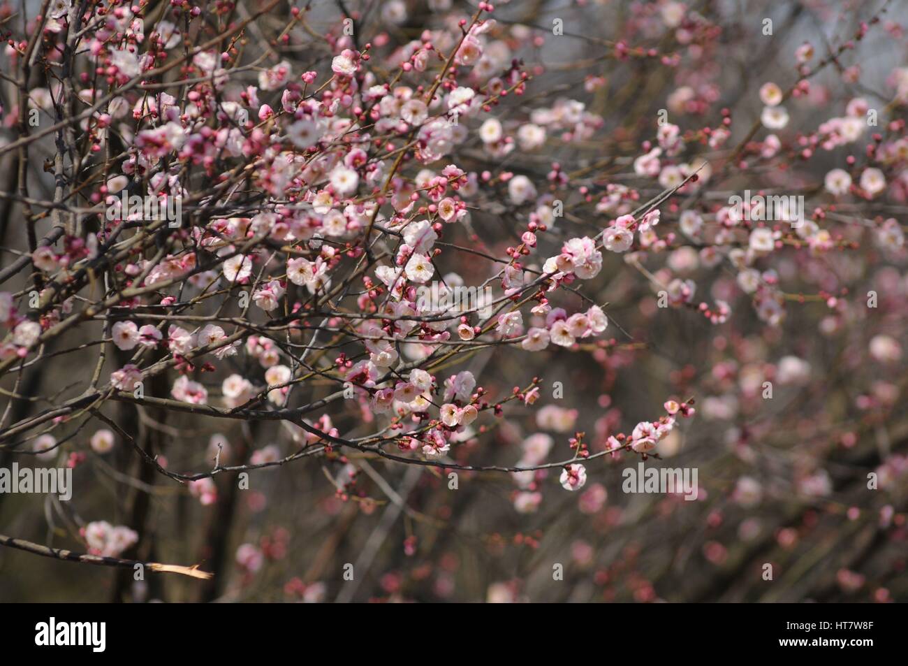 Qingdao, China. 8th Mar, 2017. Peach blossoms bloom in Qingdao, east ...