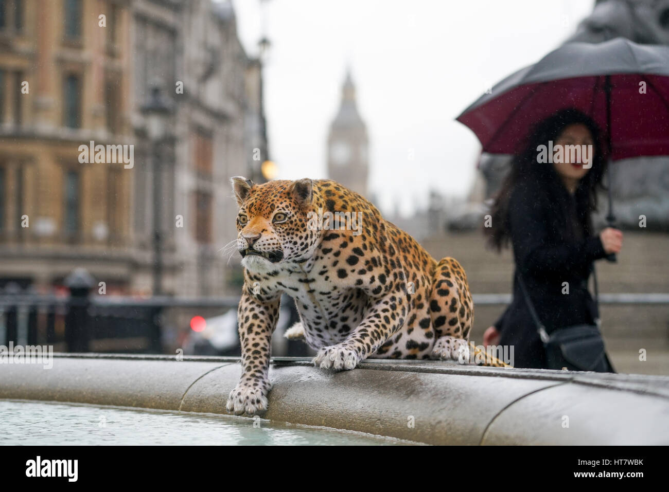 London, England, UK. 8th Mar, 2017. Leopard loose in London World's ...
