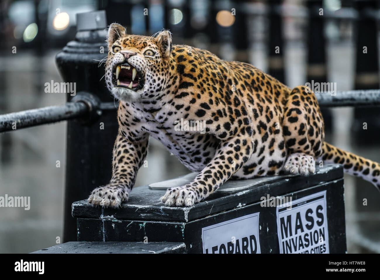 London, England, UK. 8th Mar, 2017. Leopard loose in London World's ...