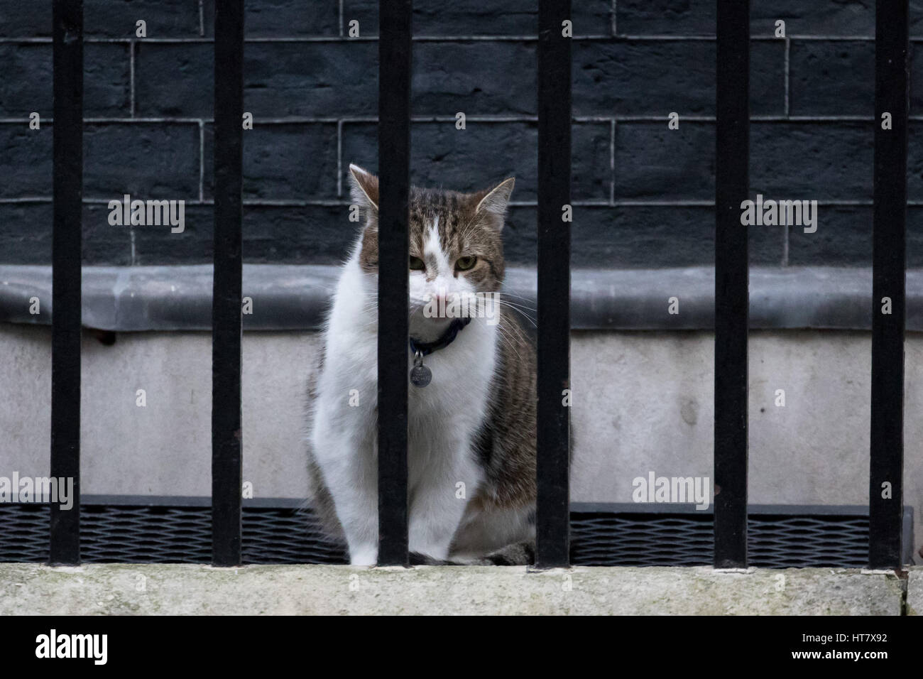 London, UK. 8th Mar, 2017. Larry the cat sits outside number 10 Downing ...