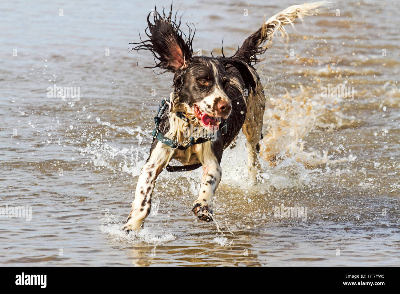 English springer spaniel max hi-res stock photography and images - Alamy